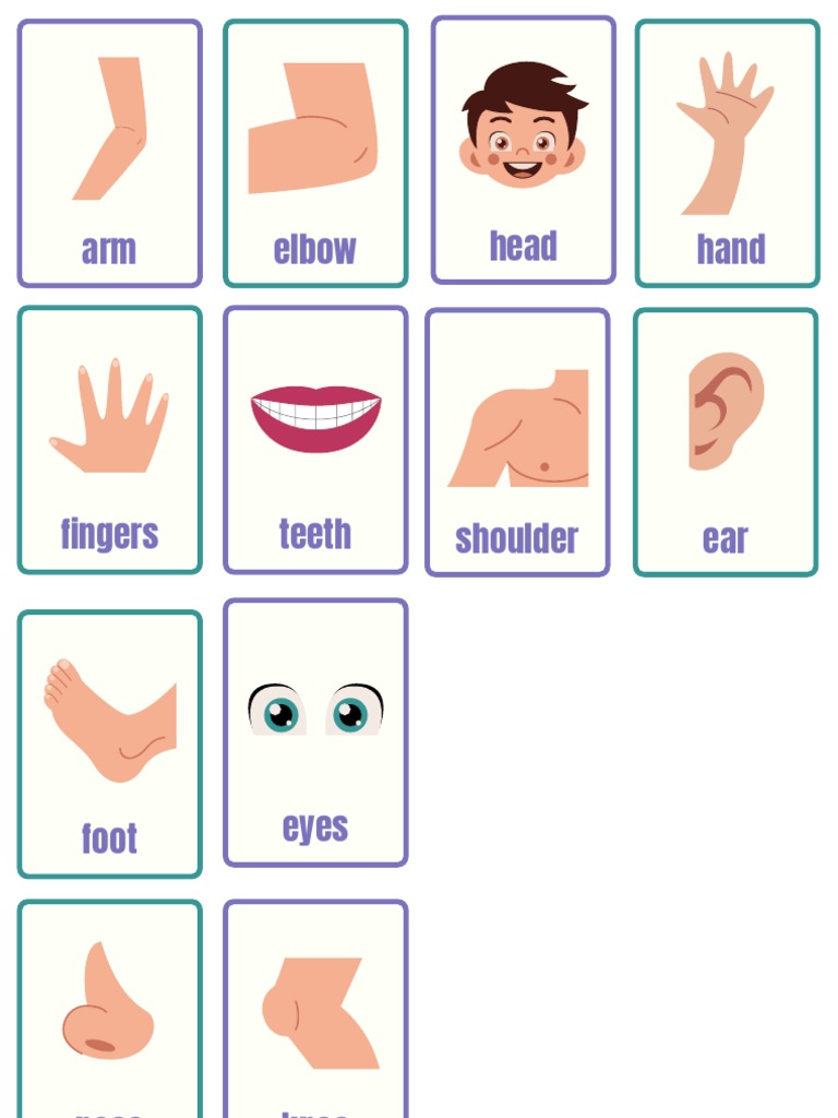 Body Parts Anatomy Flashcards | PDF | Foreign Language Studies