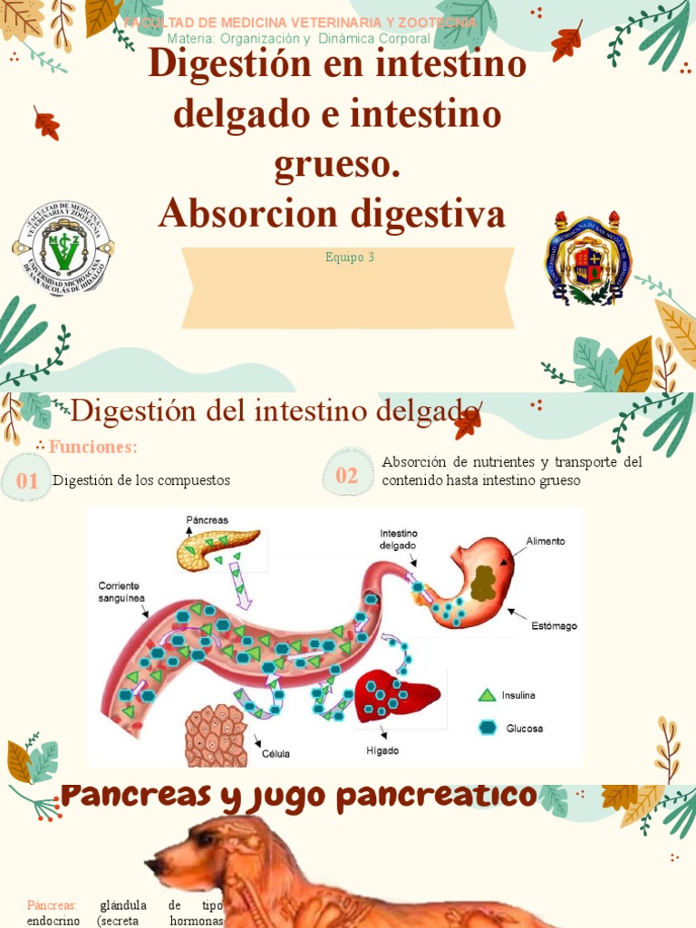 Digestión en intestino delgado e intestino grueso. Absorción digestiva ...