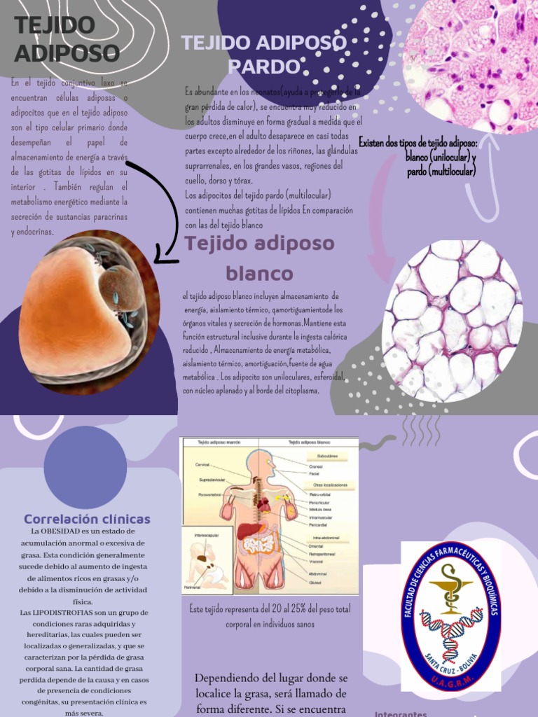 Triptico de Tejido Adiposo | PDF | Tejido adiposo | Anatomía