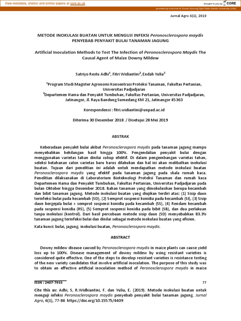 Metode Inokulasi Buatan Untuk Menguji Infeksi Peronosclerospora Maydis ...