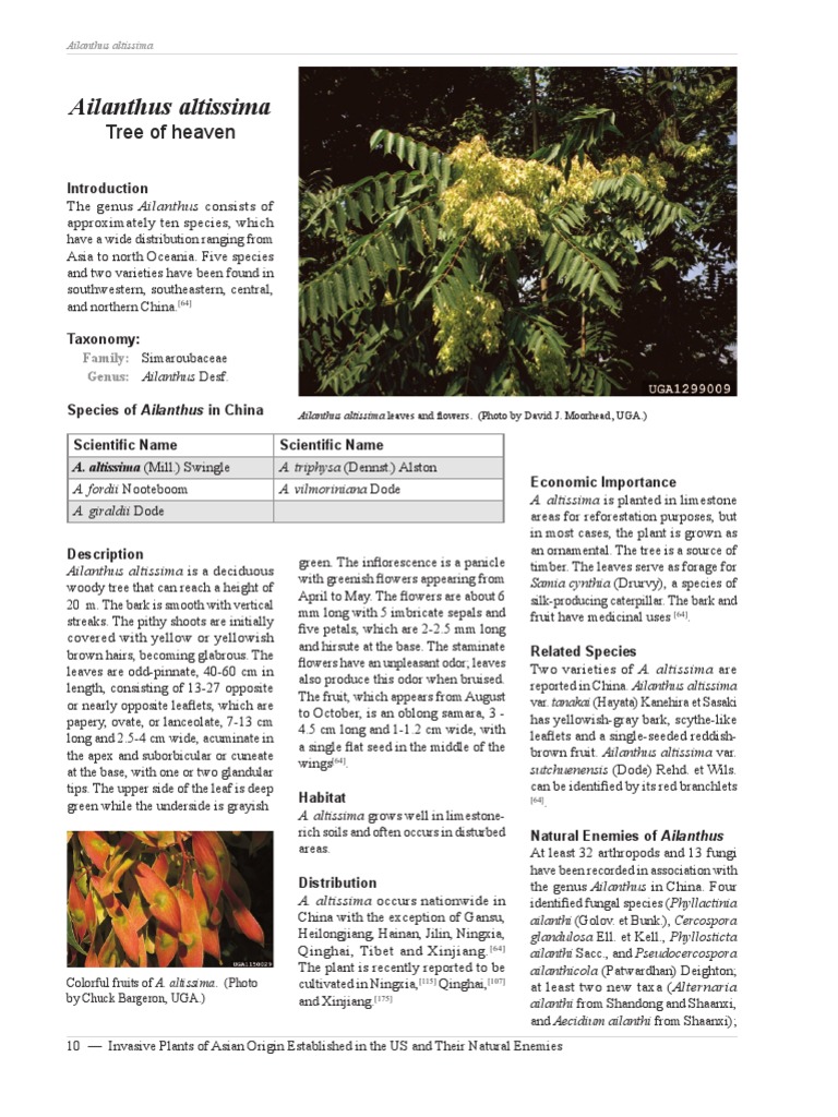 Ailanthus Altissima | PDF | Plants | Organisms