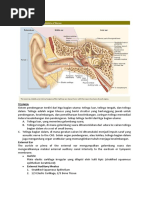 Anatomi Cavum Oris | PDF | Kajian Bahasa Asing