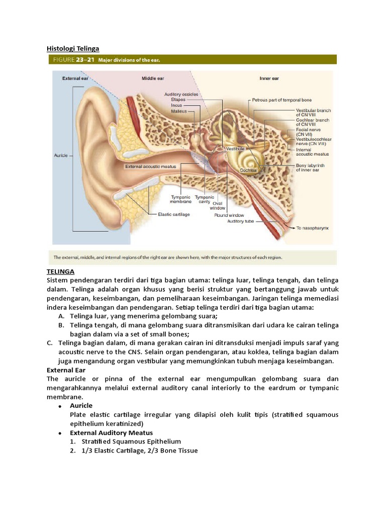 Histologi Telinga: Struktur dan Fungsi | PDF | Kajian Bahasa Asing