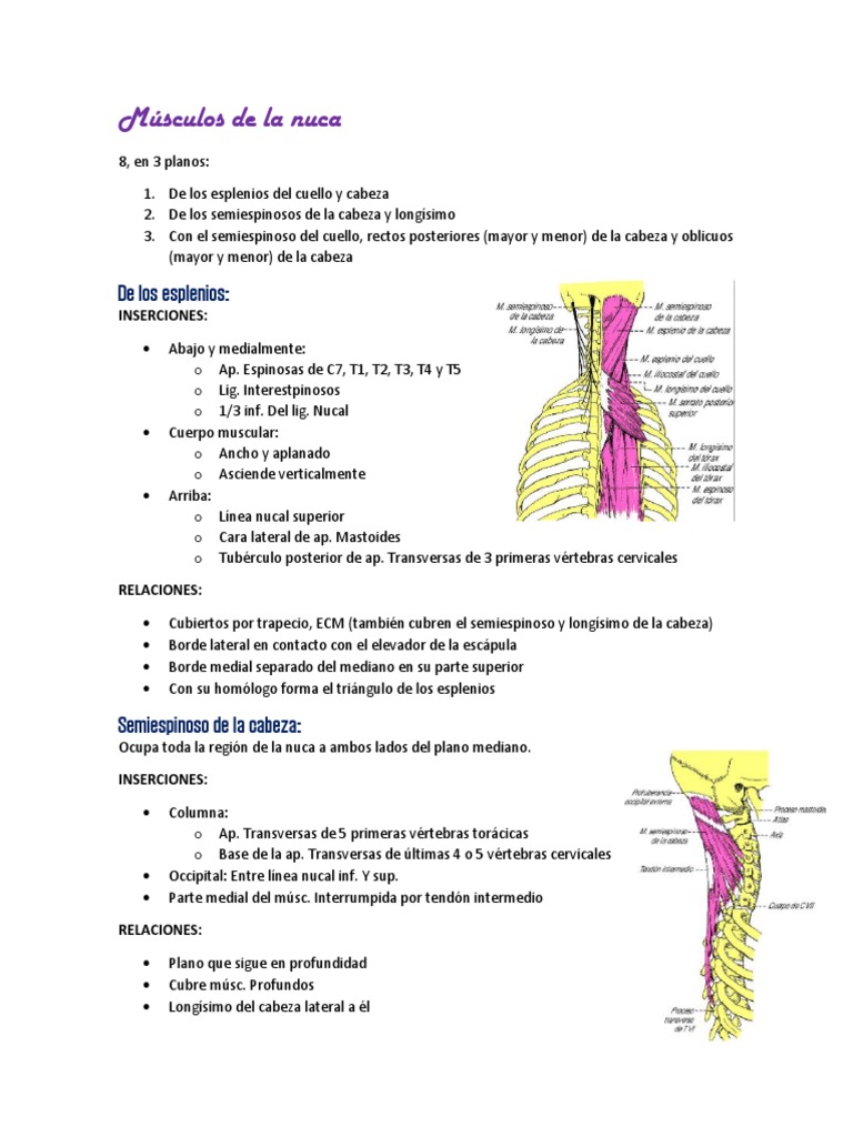 Músculos de La Nuca | PDF | Sistema musculoesquelético | Anatomía humana