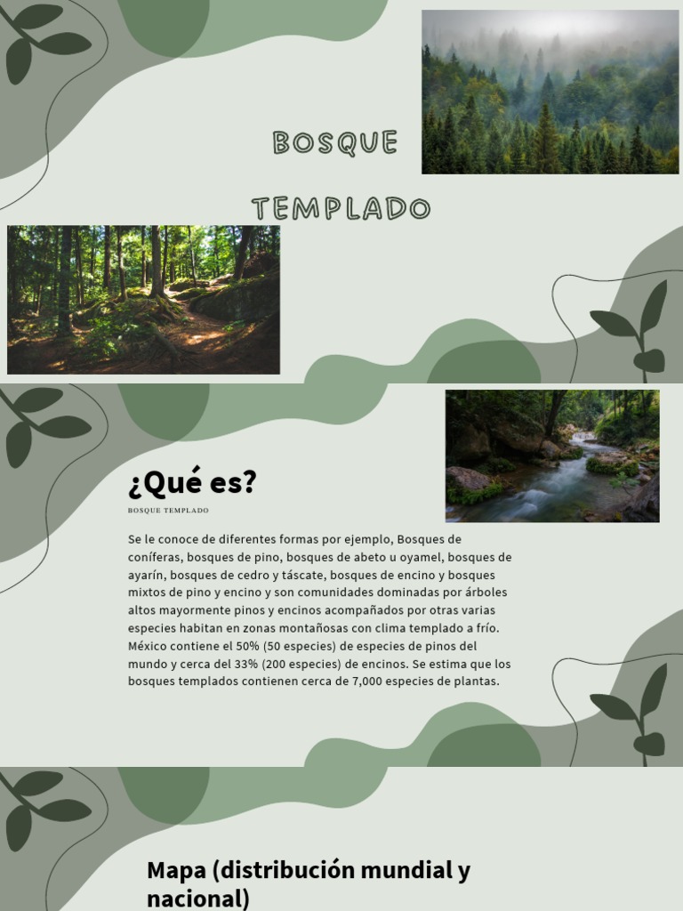 Presentación de Ecología Bosque Templado-2 | PDF | Los bosques | Clima ...