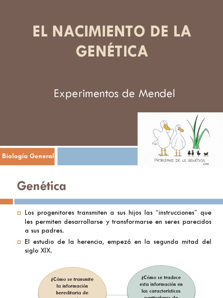 6 El Nacimiento de La Genética | PDF | Alelo | Dominancia (Genética)