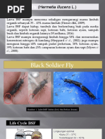 Classification Lalat BSF | PDF