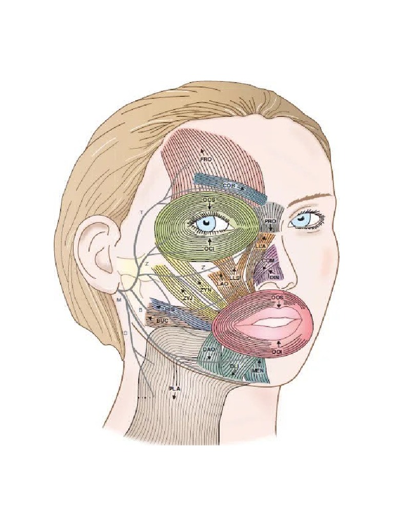 Facialis Muscle | PDF