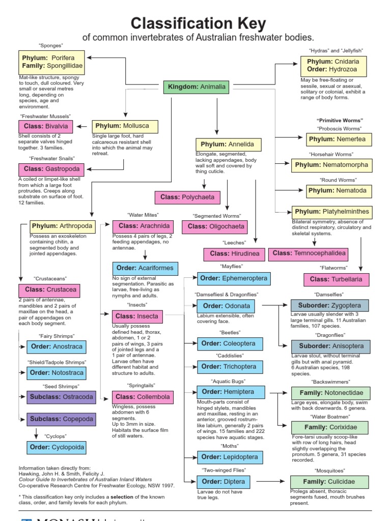 Invertebrate Classification Key | PDF | Invertebrate | Dragonfly