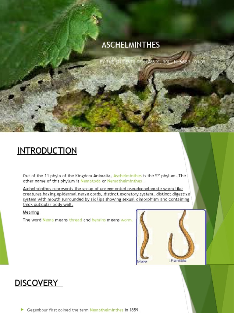 Aschelminthes: by The Students of Class Xi, Roll Number:-01-05 | PDF ...