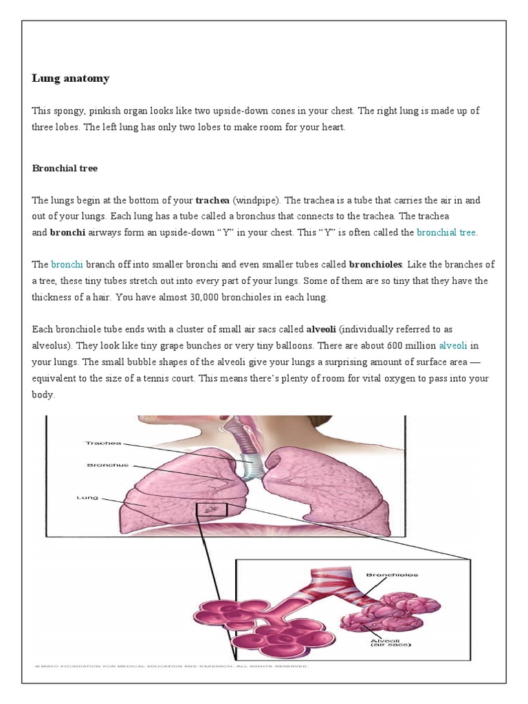 Lung Anatomy | PDF