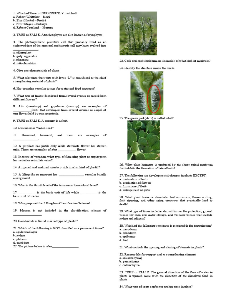 Genbio Moving Exam, Pointers, and Instructions | PDF | Tissue (Biology ...