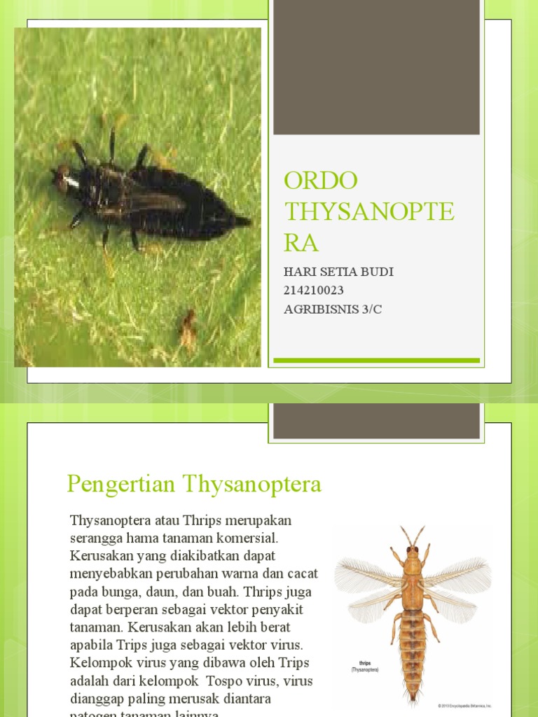 Morfologi dan Dampak Hama Thrips | PDF