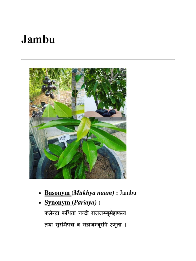 Jambu J | Download Free PDF | Ayurveda | Dose (Biochemistry)