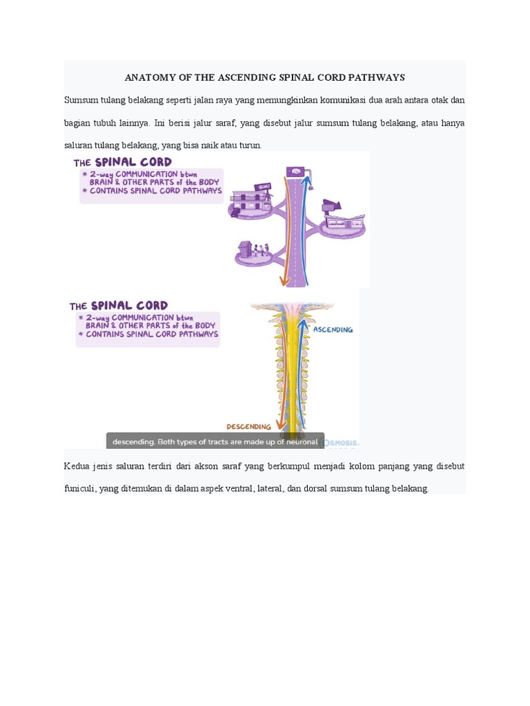 ANATOMY OF THE ASCENDING SPINAL CORD PATHWAYS Osmosis | PDF