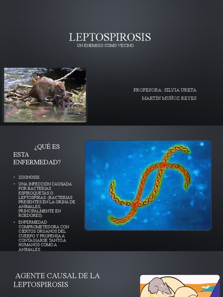 Síntomas y agente causal de leptospirosis | PDF | Enfermedades y ...