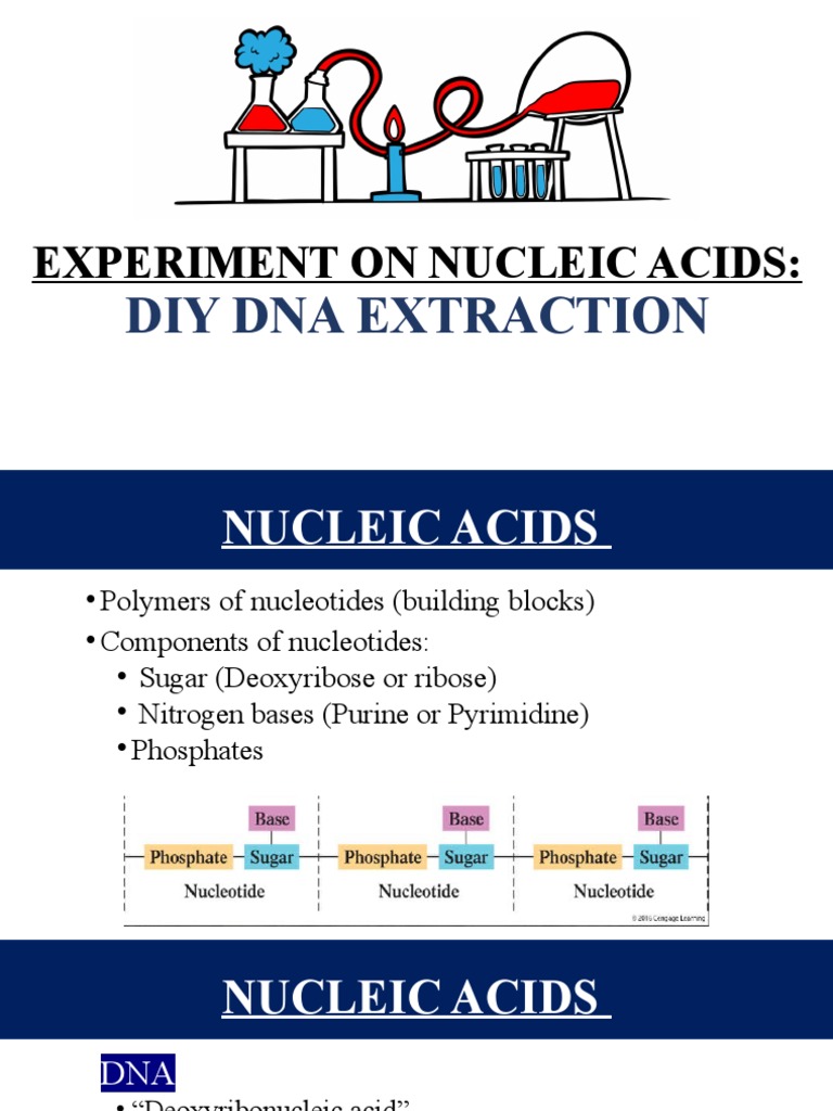 Post Lab - DIY DNA Extraction-1 | PDF | Nucleic Acids | Nucleotides