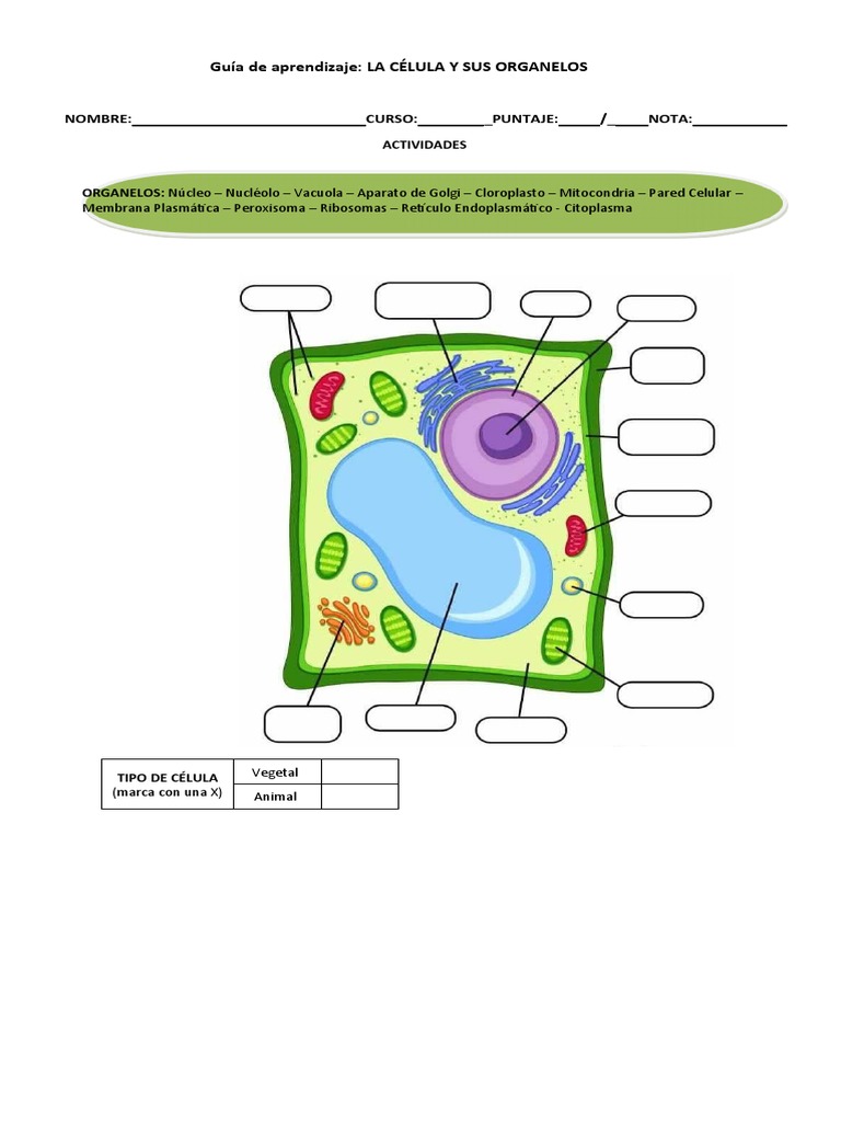 Domino de La Celula | PDF | Anatomía Celular | Biología Celular