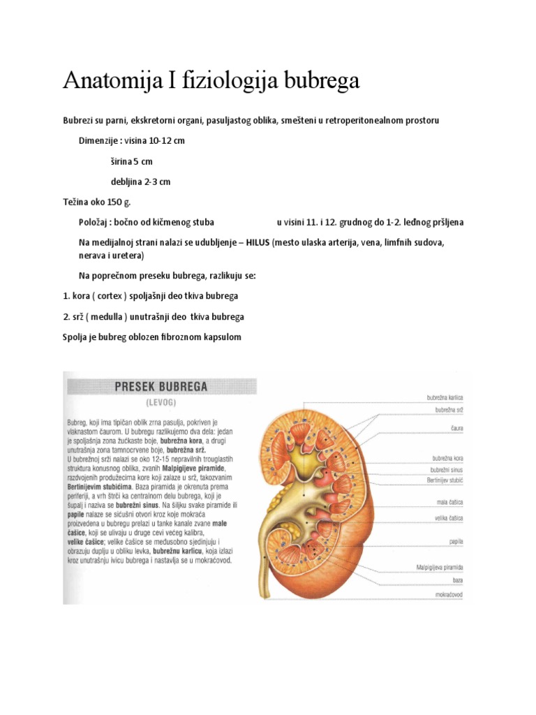 Anatomija I Fiziologija Bubrega | PDF