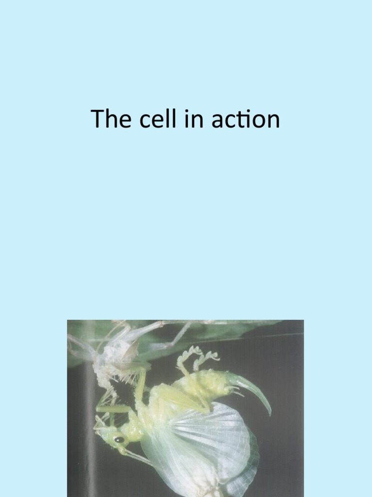 The Cell in Action | PDF | Mitosis | Cell (Biology)