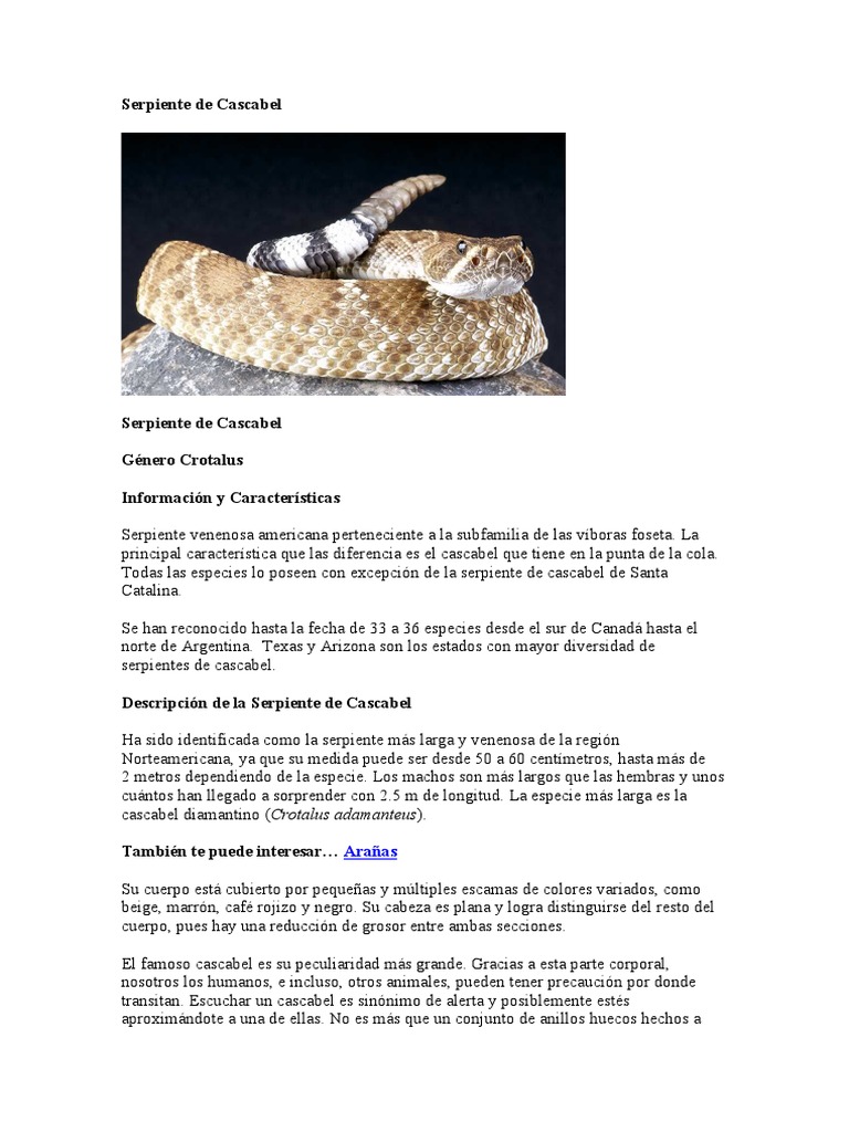 Serpiente de Cascabel | PDF | Biología | Taxa