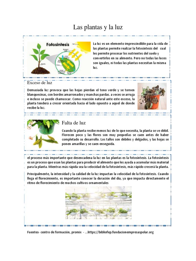 Las Plantas y La Luz | PDF | Hogar, jardinería y bricolaje | Ciencia y ...