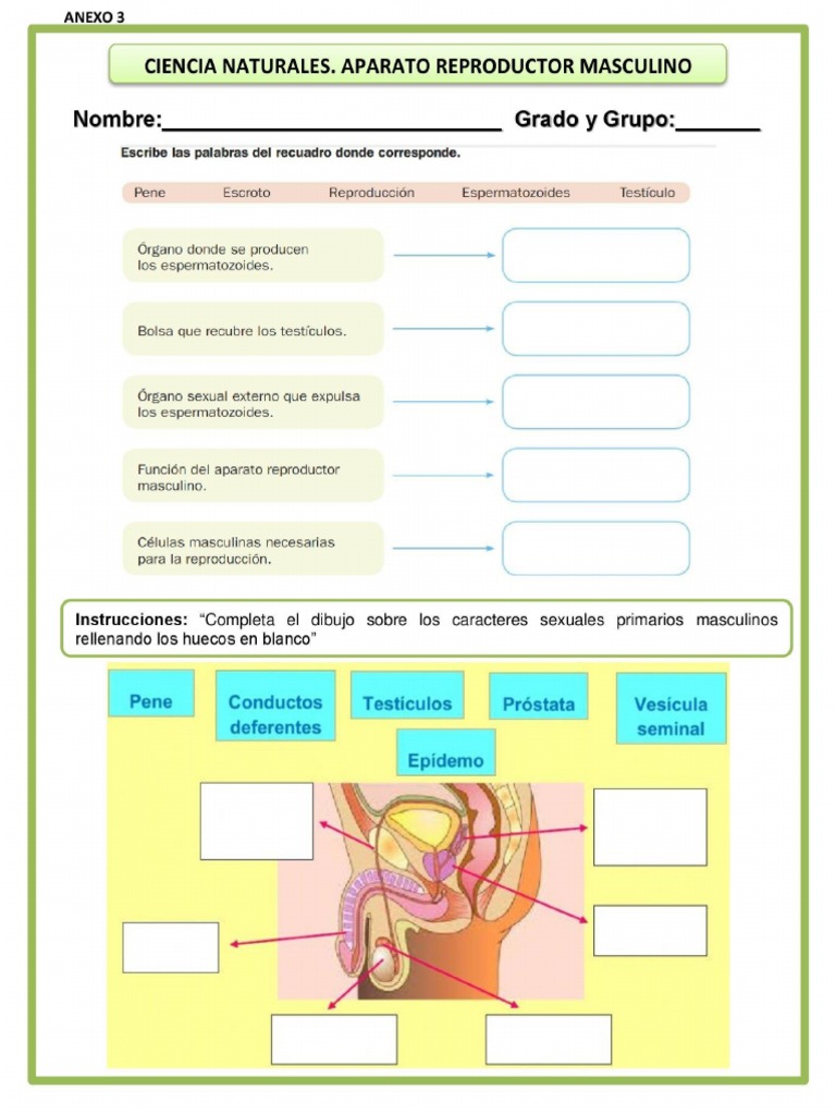 Aparato Reproductor Masculino | PDF