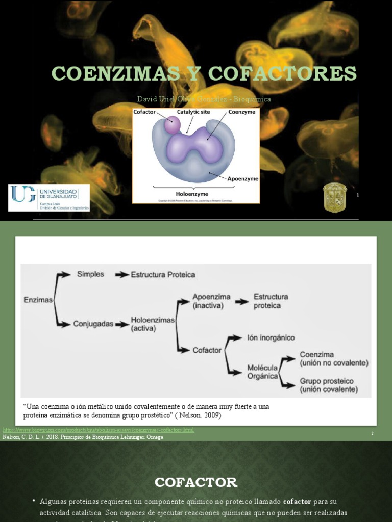 Tema 3 Enzimas BQ | PDF | Cofactor (Bioquímica) | Química