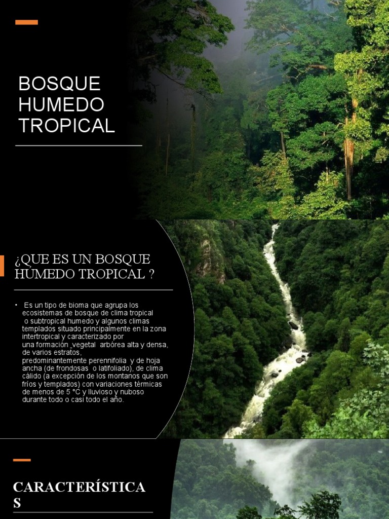 Bosque Húmedo Tropical: Guía Básica | PDF