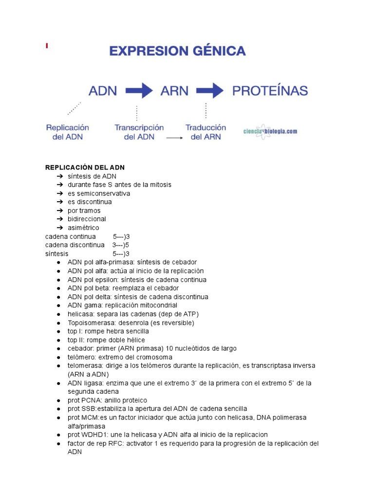 Resumen de La Replicación Del ADN - LODISH | PDF | Replicación De Adn ...
