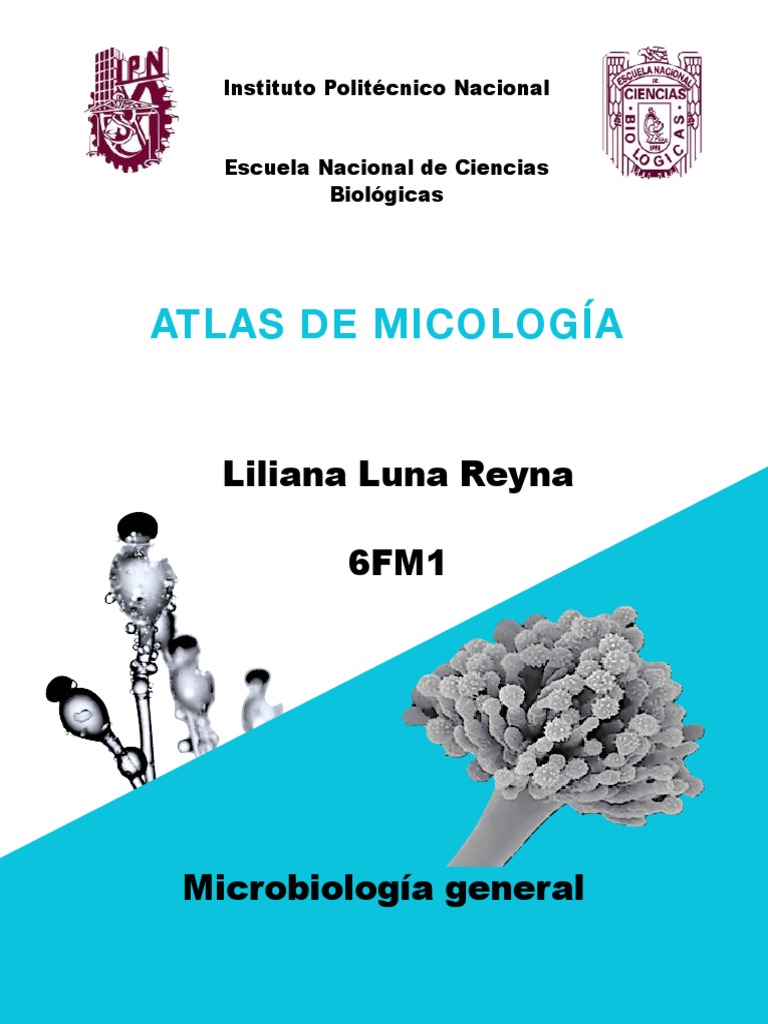 Atlas Mico pdf-1 | PDF | Micotoxinas | Aspergilo