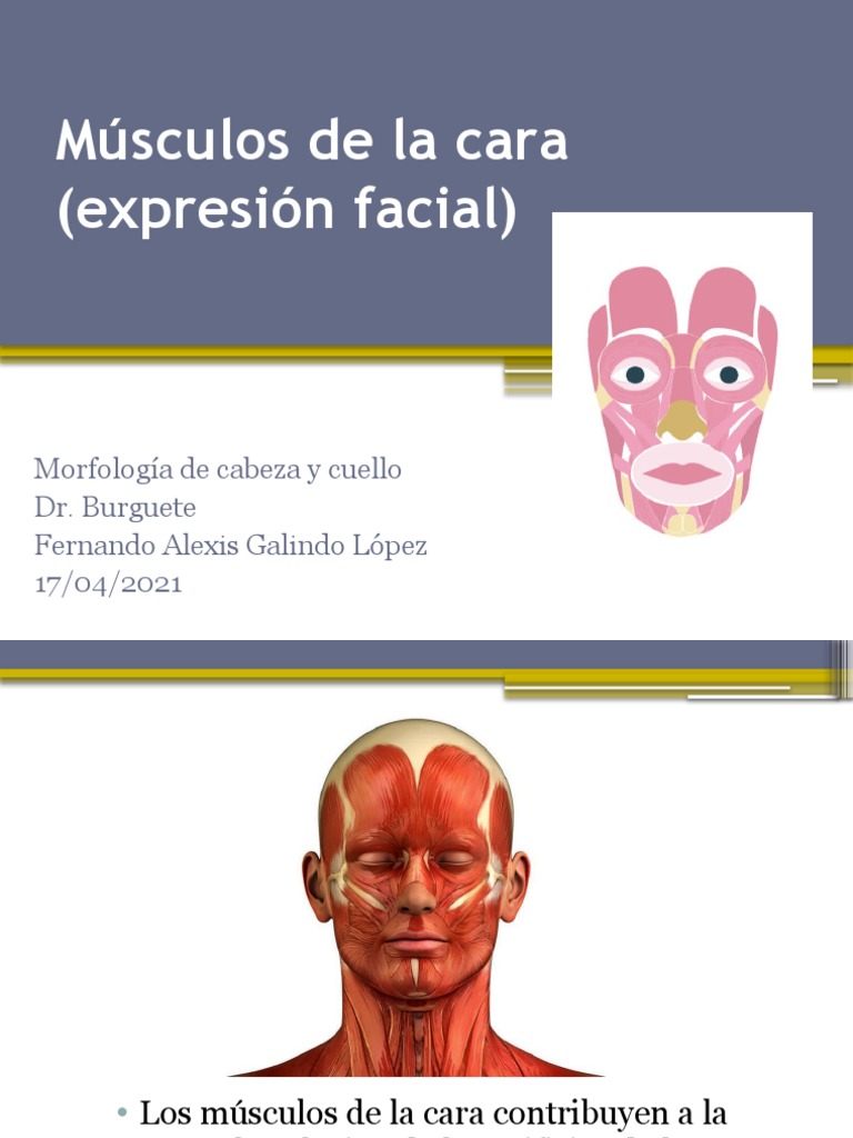 Músculos de La Cara (Expresión Facial) | PDF | Nariz humana | Tejido suave
