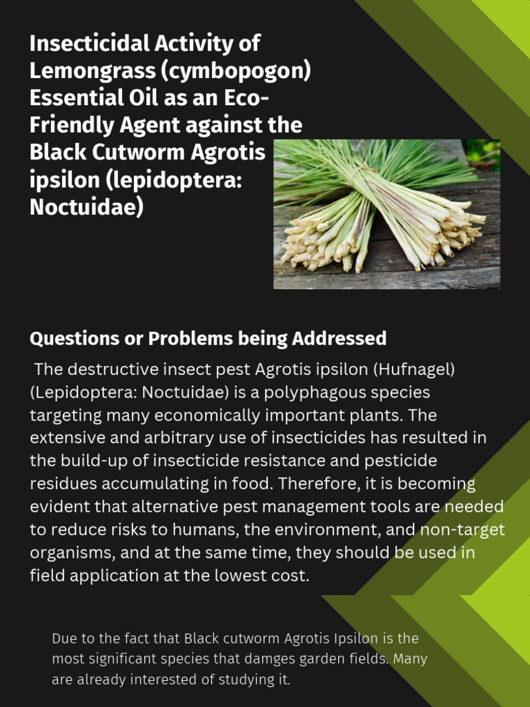 Insecticidal Activity of Lemongrass Cymbopogon Essential Oil As An Eco ...
