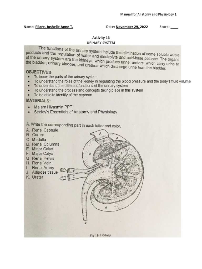 Urinary System | PDF | Kidney | Urinary System
