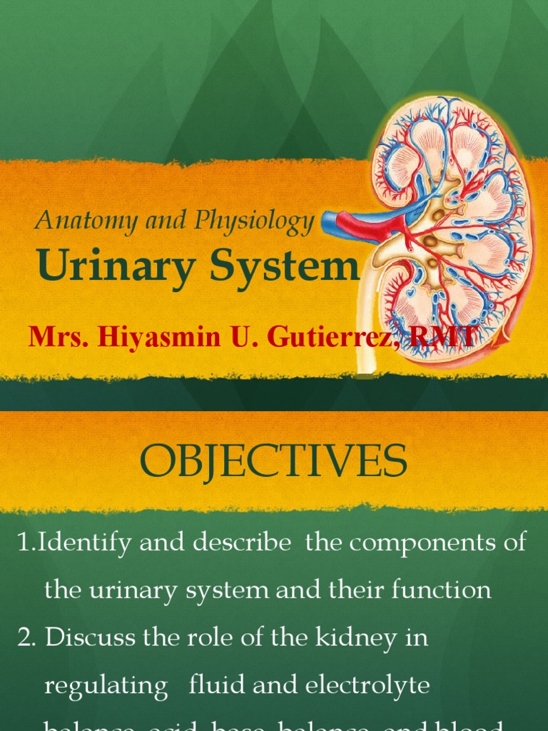 Urinary System | Download Free PDF | Kidney | Urinary System