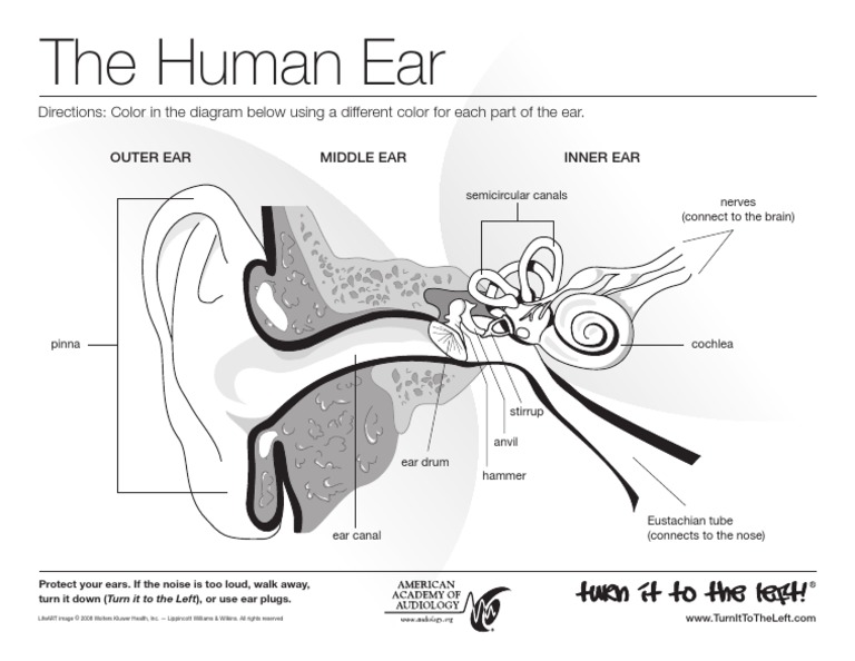The Human Ear | PDF
