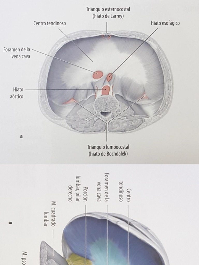 Fotos Prometheus 3 | PDF | Tórax (anatomía humana) | Anatomía