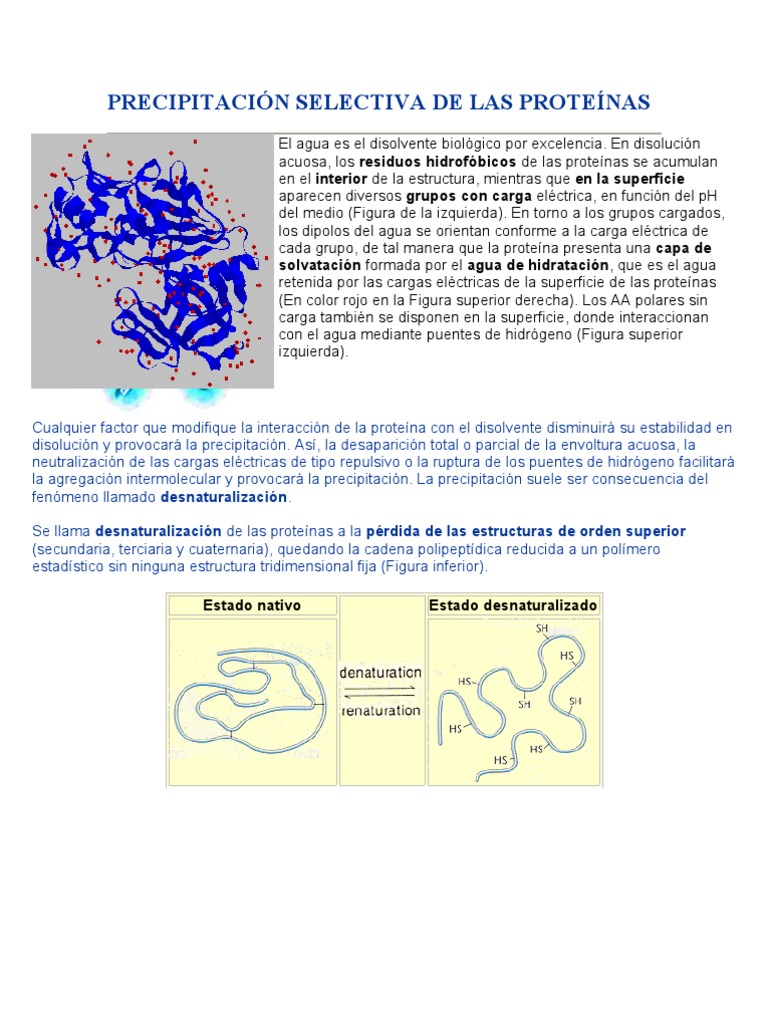 Desnaturalización y precipitación de proteínas | PDF ...