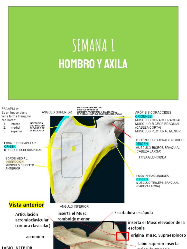 Anatomía 2 | PDF | Extremidades (anatomía) | Sistema musculoesquelético