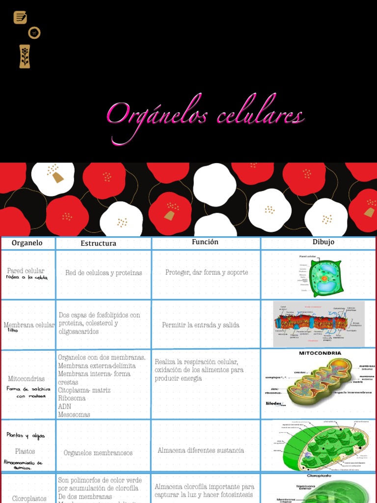 Organelos Celulares | PDF | Citoplasma | Biología Celular)