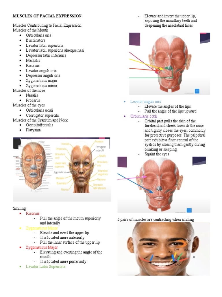 Anatomy and Functions of the Facial Muscles Involved in Facial ...
