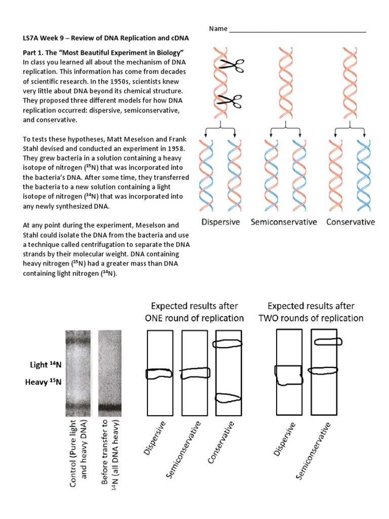 Week 9 DNA Replication and cDNA Worksheet | PDF | Dna | Complementary Dna