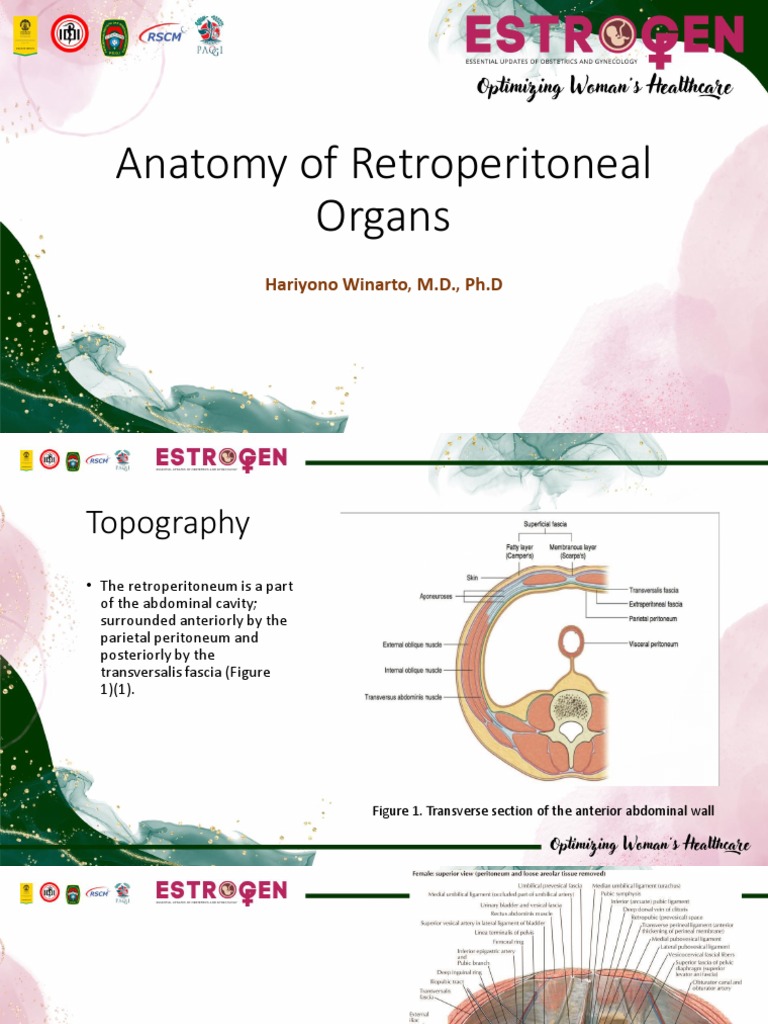 Retroperitoneal Anatomy Guide | PDF | Pelvis | Peritoneum