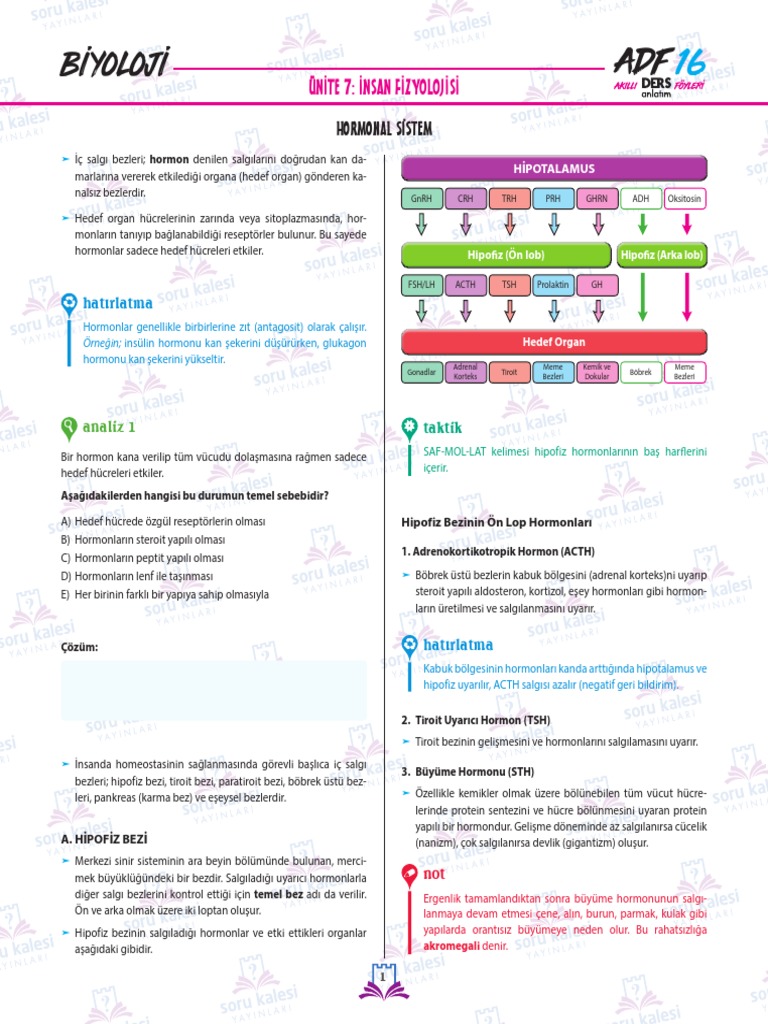 ADF16 - Hormonal Sistem | PDF