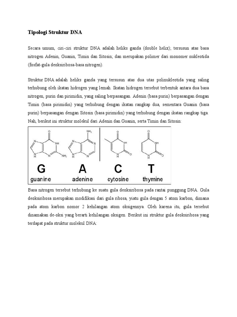 Struktur dan Ciri DNA Heliks Ganda | PDF