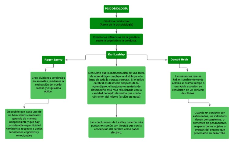 Mapa Conceptual - Psicobiología | PDF | Cerebro | Neurociencia conductual