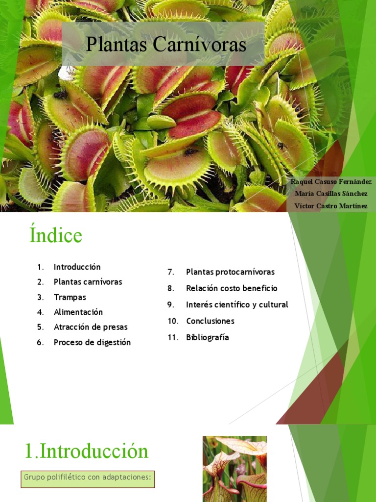 Plantas Carnívoras | PDF | Digestión | Biología