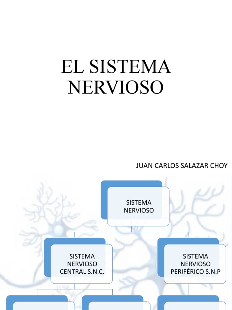 Clase 1 El Sistema Nervioso | PDF | Cerebro | Sistema nervioso