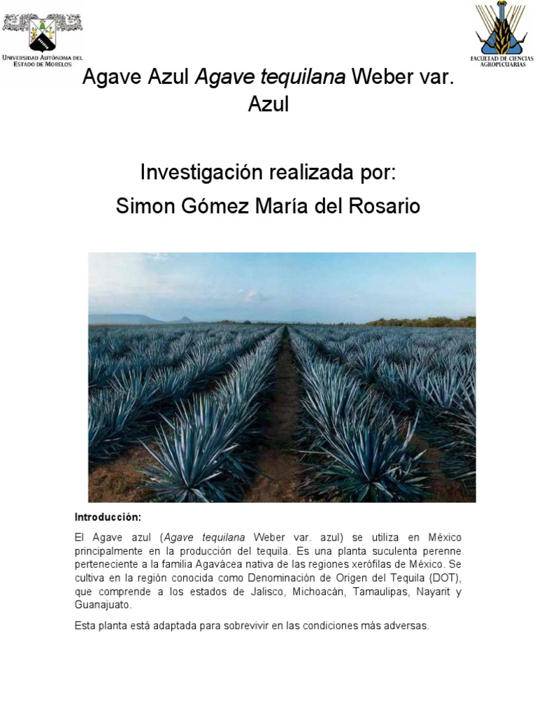 Agave Azul | PDF | Plantas | Botánica