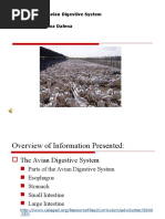 Bird Digestive System | PDF | Digestion | Gastrointestinal Tract